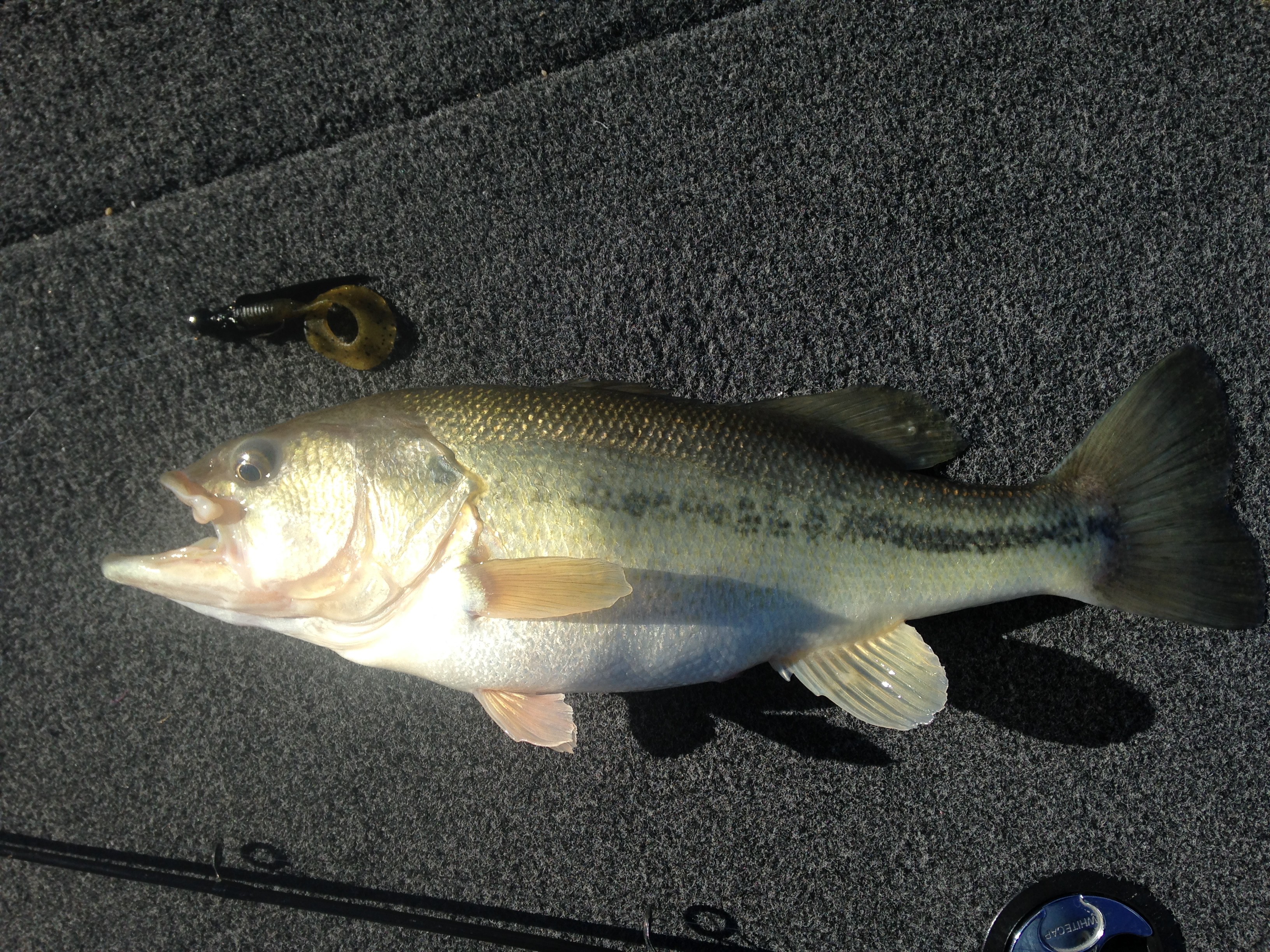 Sand Hollow Winter Bass Fishing - Kraken Bass